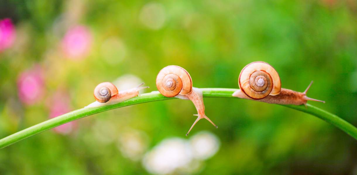 De spirituele betekenis van de slak: vertragen en jezelf beschermen